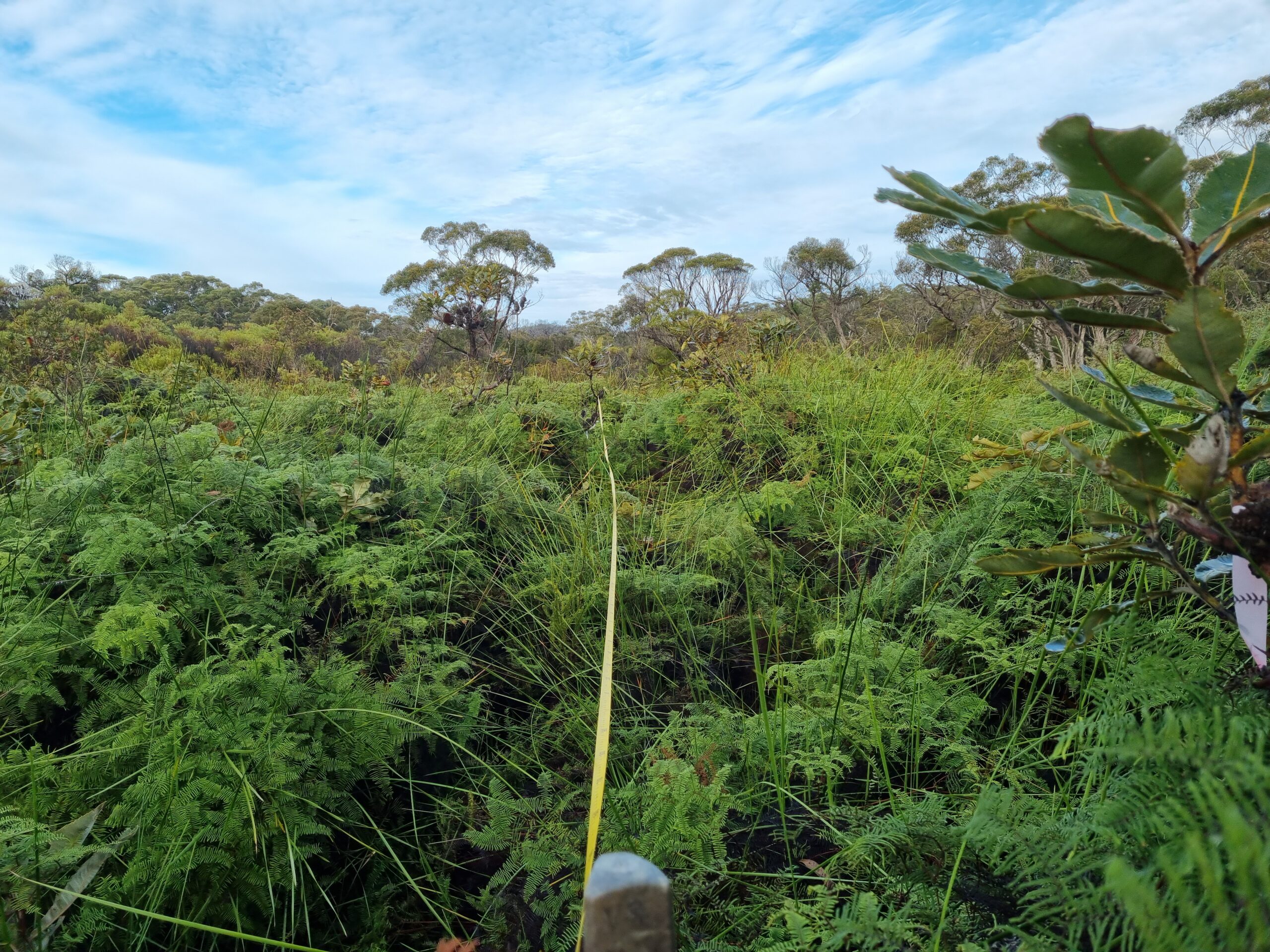 Vegetation Monitoring for Wollongong - Biosis