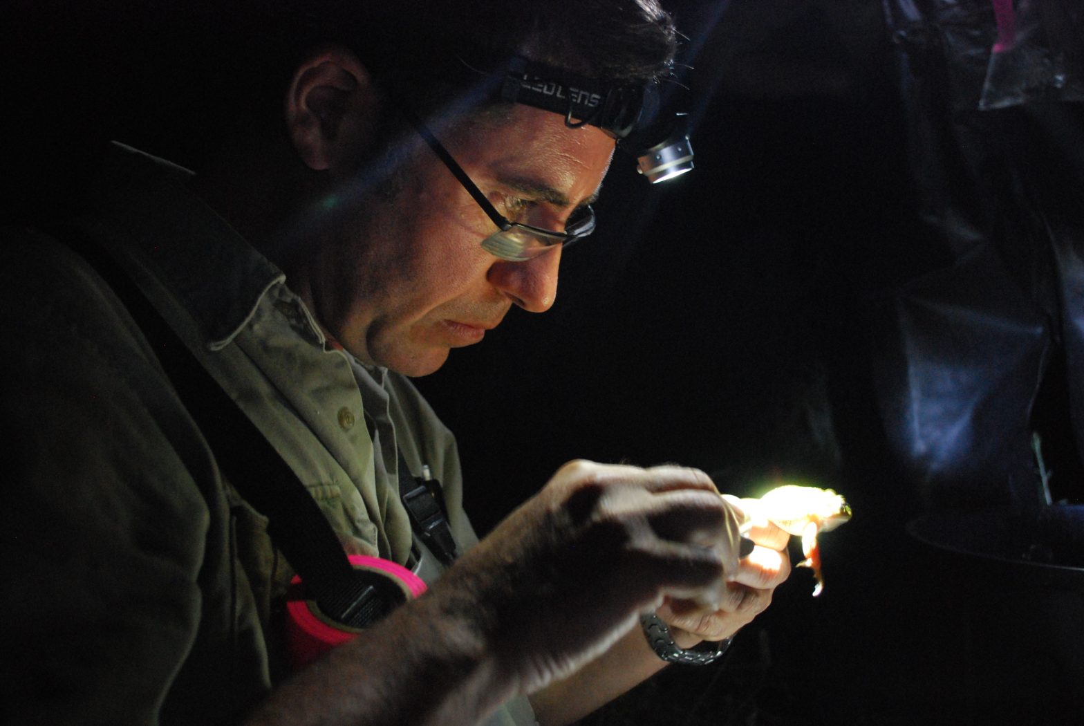 Daniel Gilmore Scholarship - Biosis