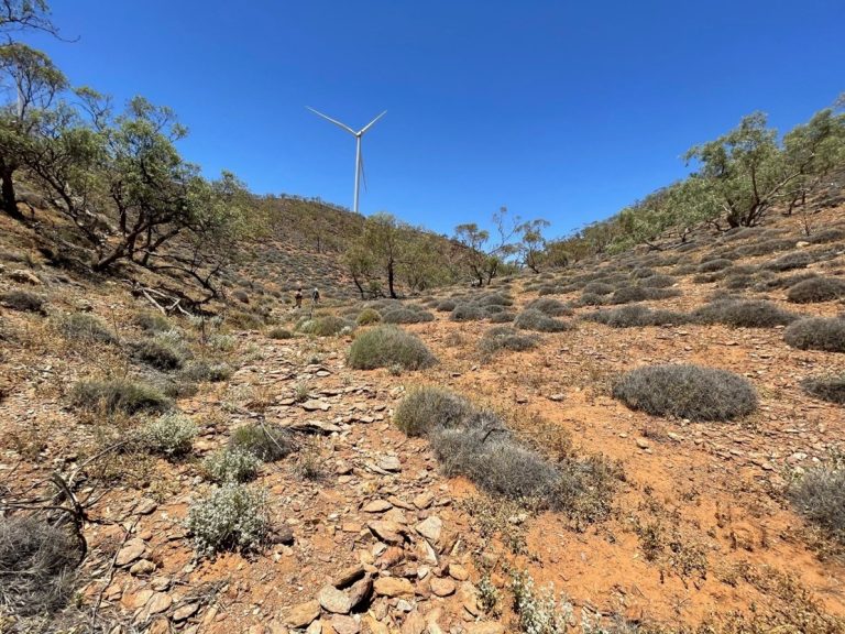 Silverton Wind Farm Bird, Bat, and Reptile Surveys - Biosis