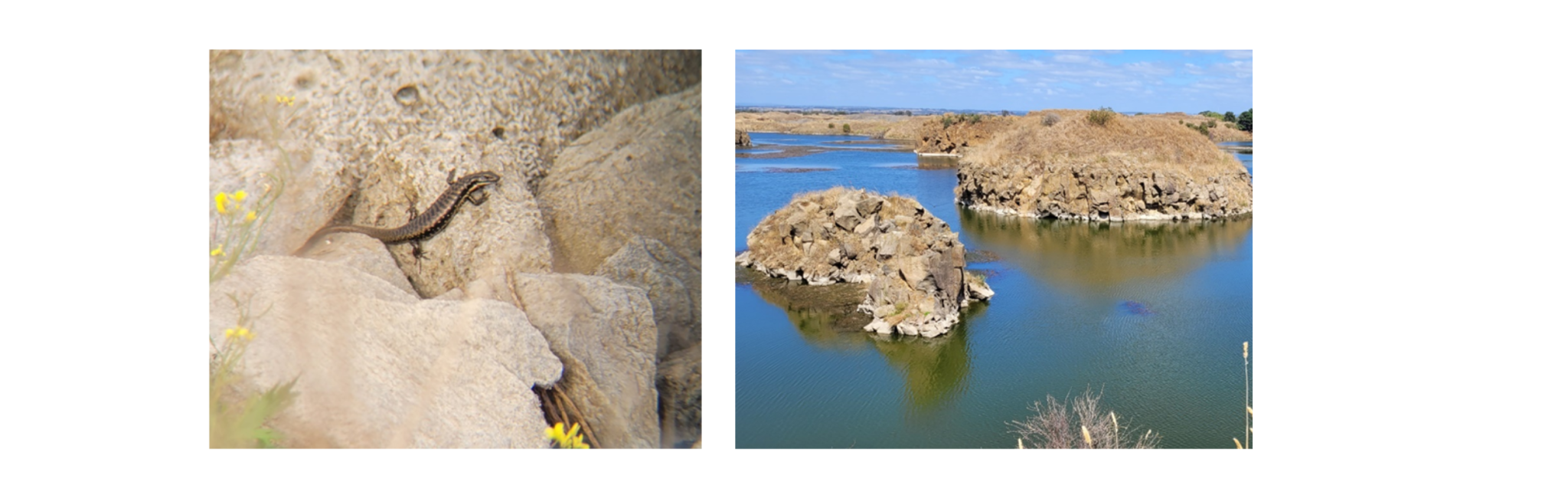 Colac Quarry Monitoring through Fauna and Flora Surveys - Biosis