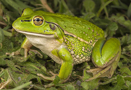 Winton Wetlands Growling Grass Frog reintroduction sponsorship - Biosis