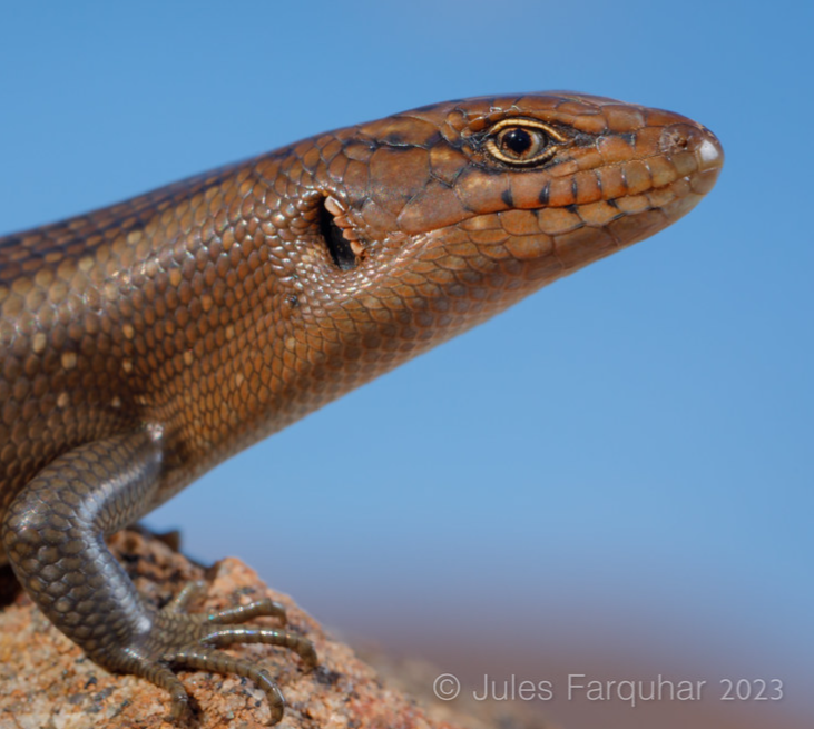 Liopholis aputja discovered in South Australia