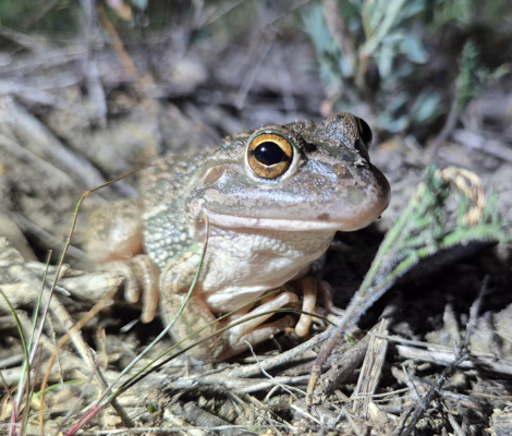 Winton Wetlands Growling Grass Frog reintroduction: Sponsorship update ...