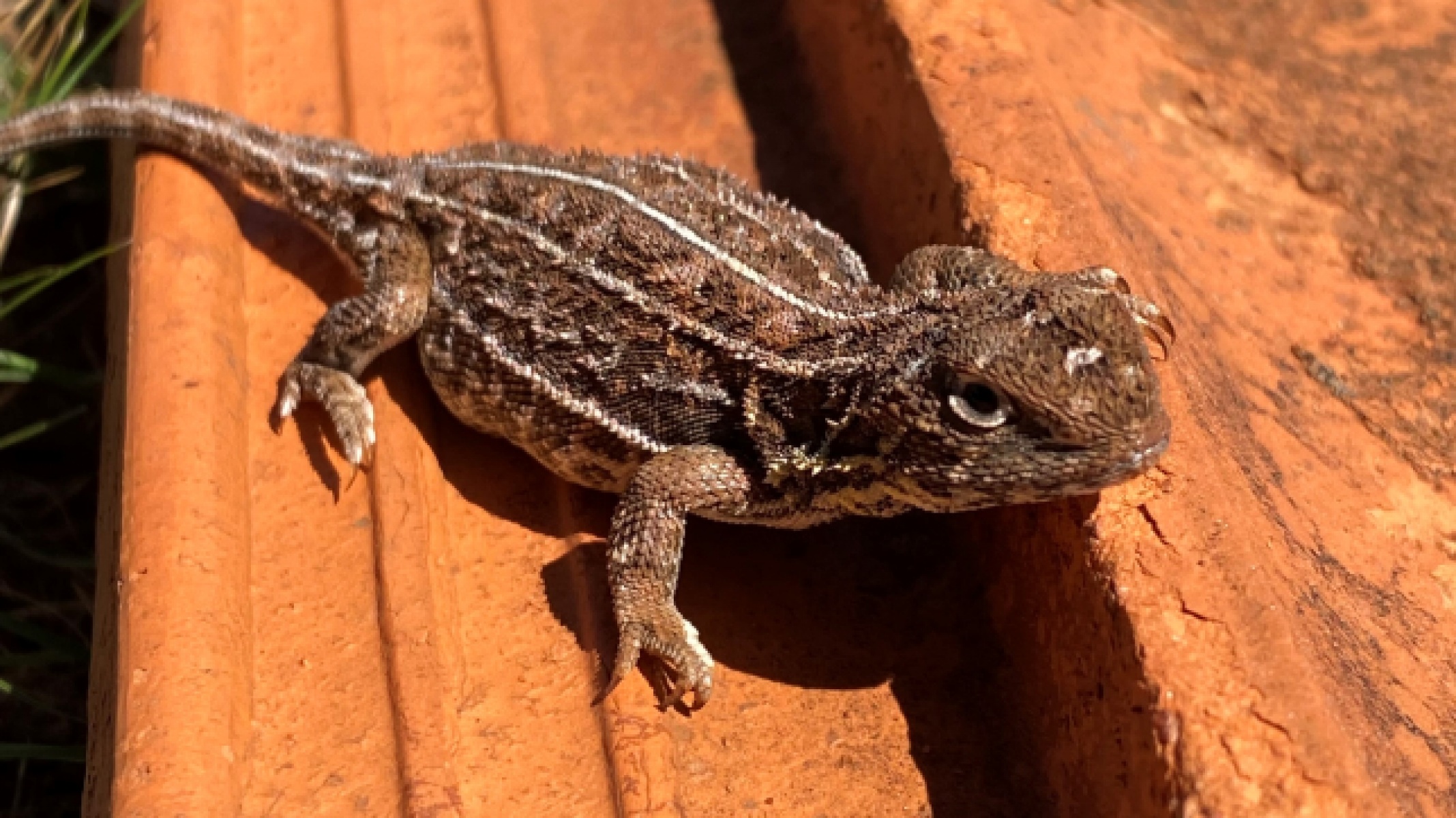 Survey Process Unveiled for Victorian Grassland Earless Dragon - Biosis